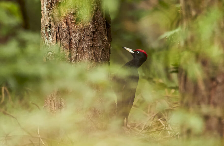 BIRDS - Birds in Latin
