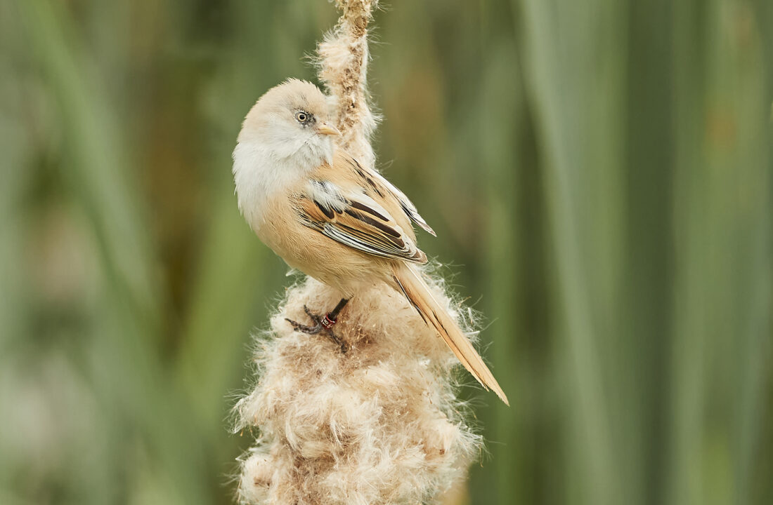 BIRDS - Birds in Latin